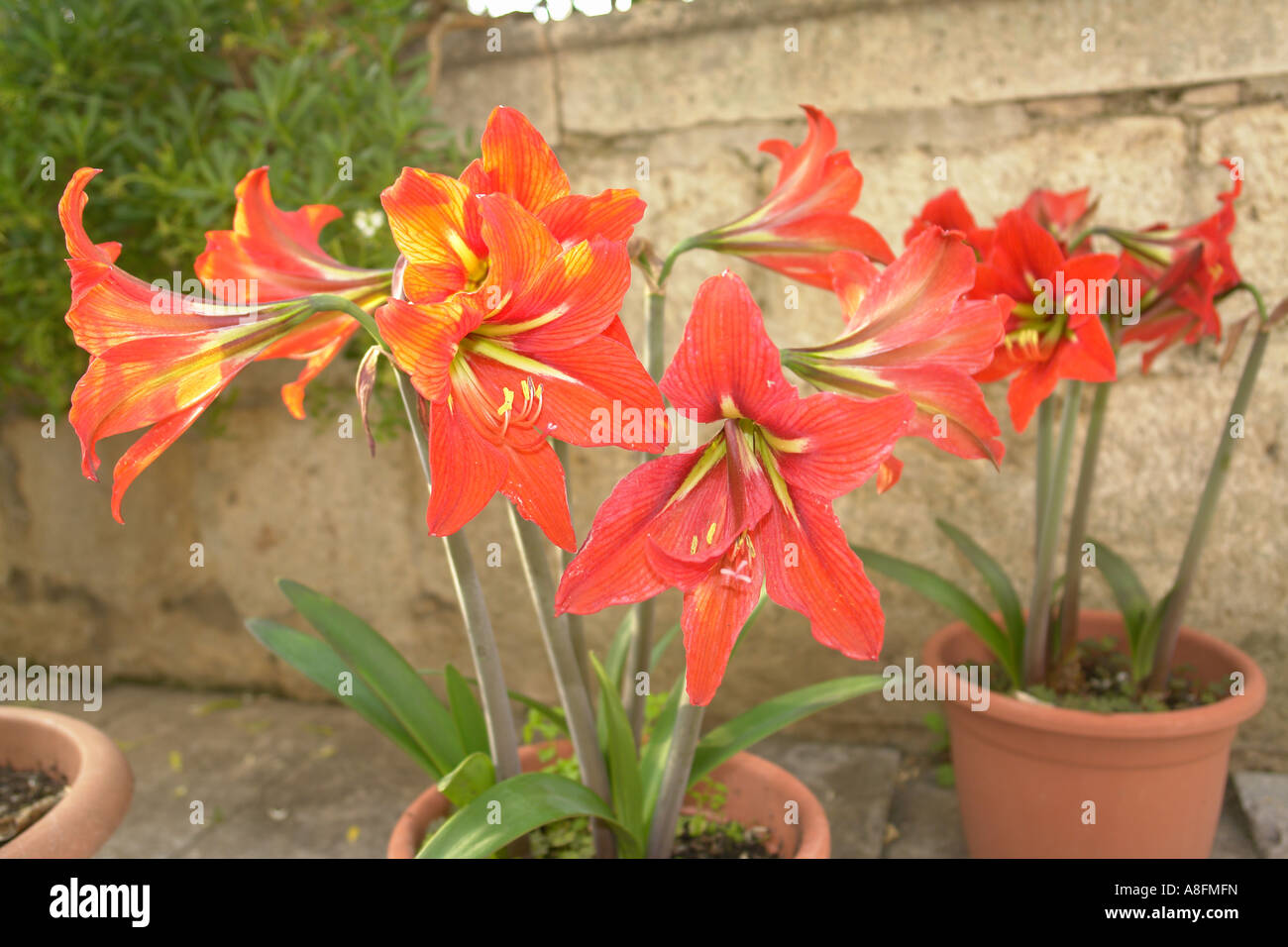Orange Stargazer Lily Bouquet