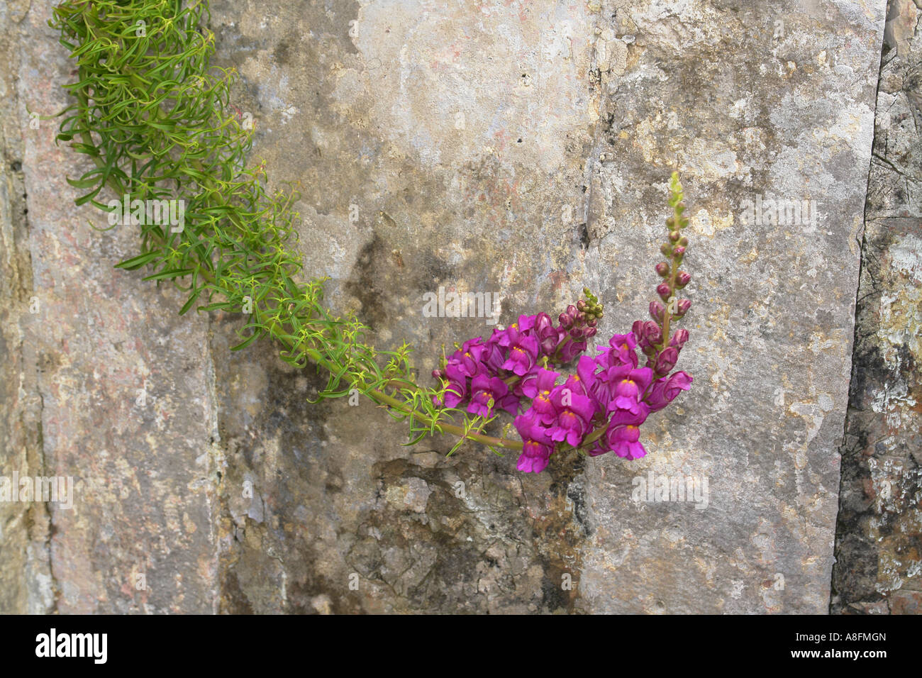 Pink flower grow on wall Verboska in Hvar island Dalmatia Adria Croatia ...