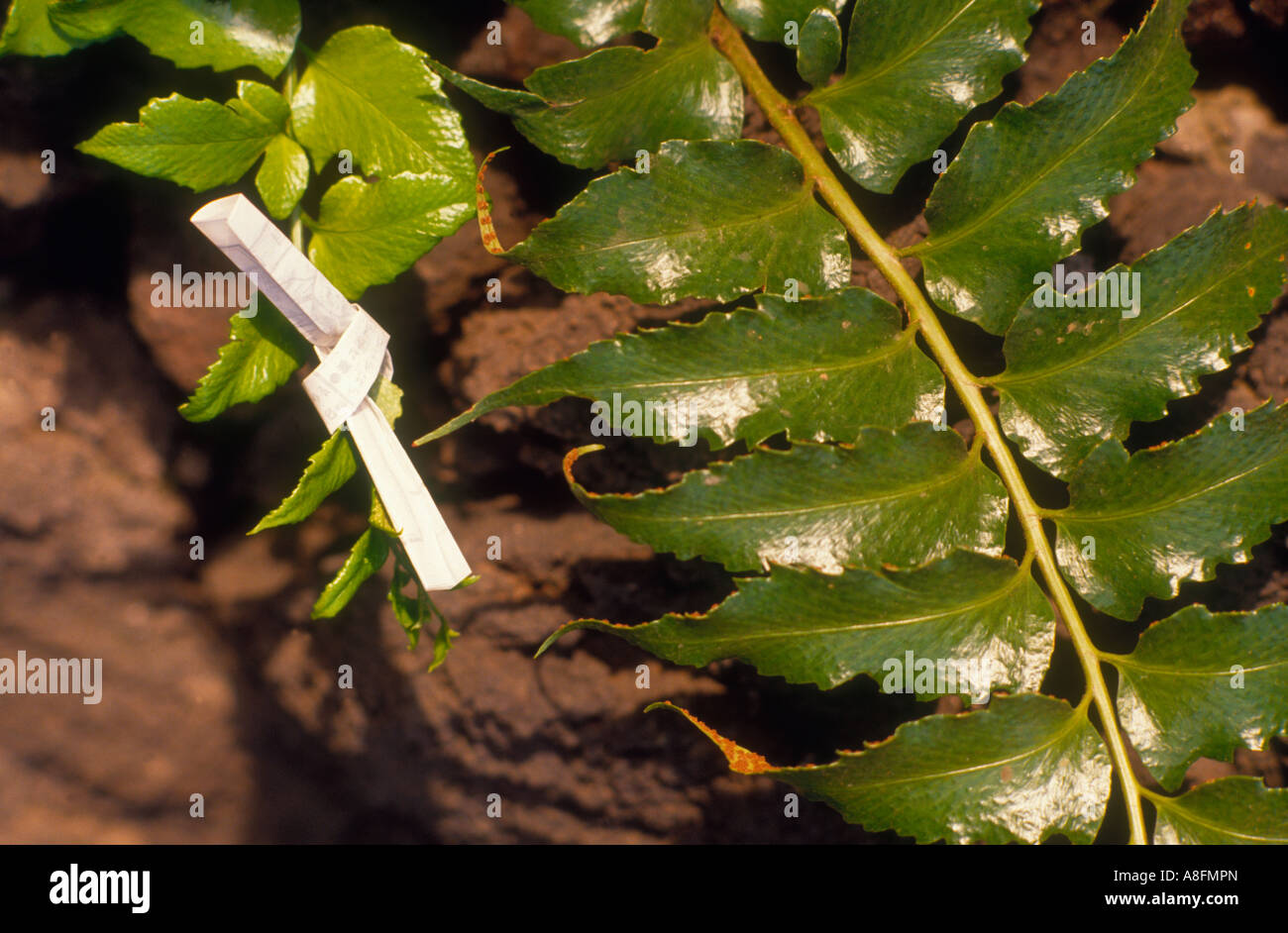 Japanese wishing paper on leaves temple Tokyo Japan Stock Photo - Alamy