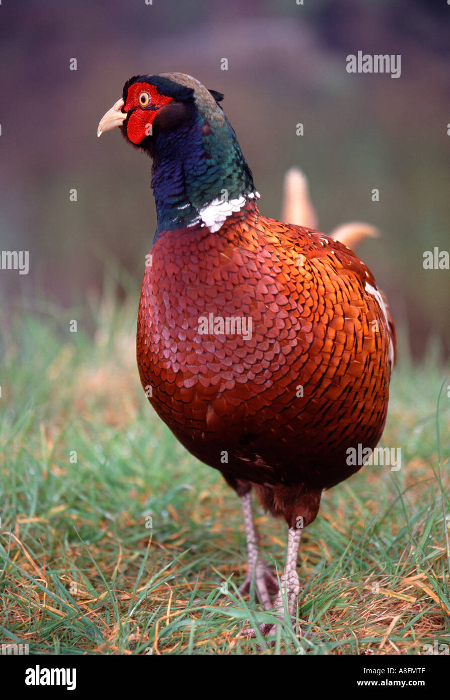 Ring Necked Pheasant Stock Photo - Alamy