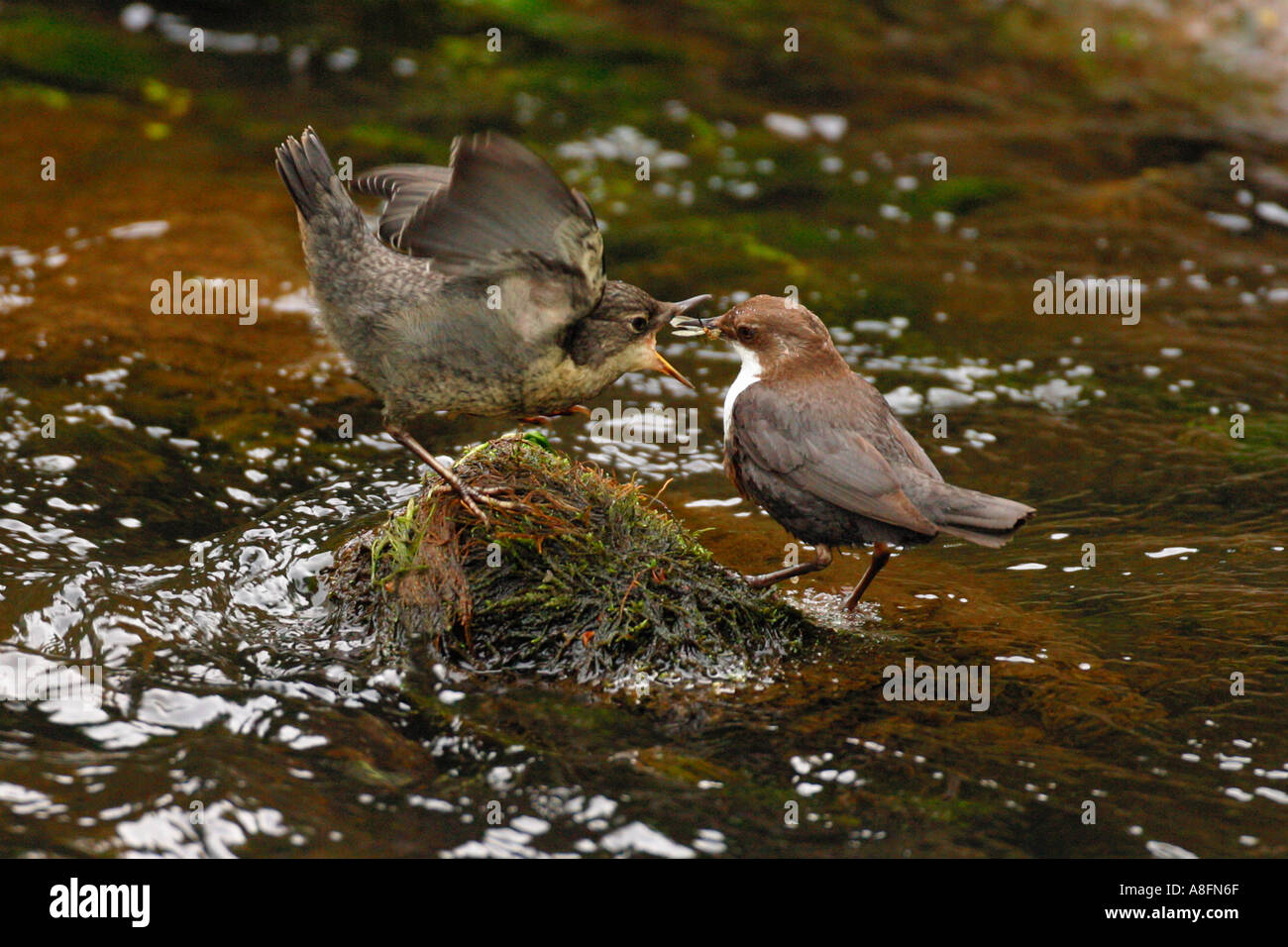 Young england hi-res stock photography and images - Alamy