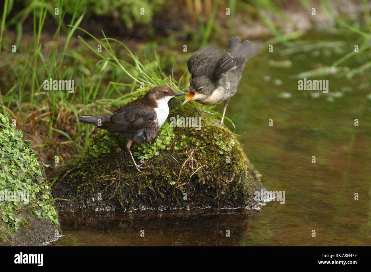Dipper feeding young stream Shropshire England UK GB British Isles ...