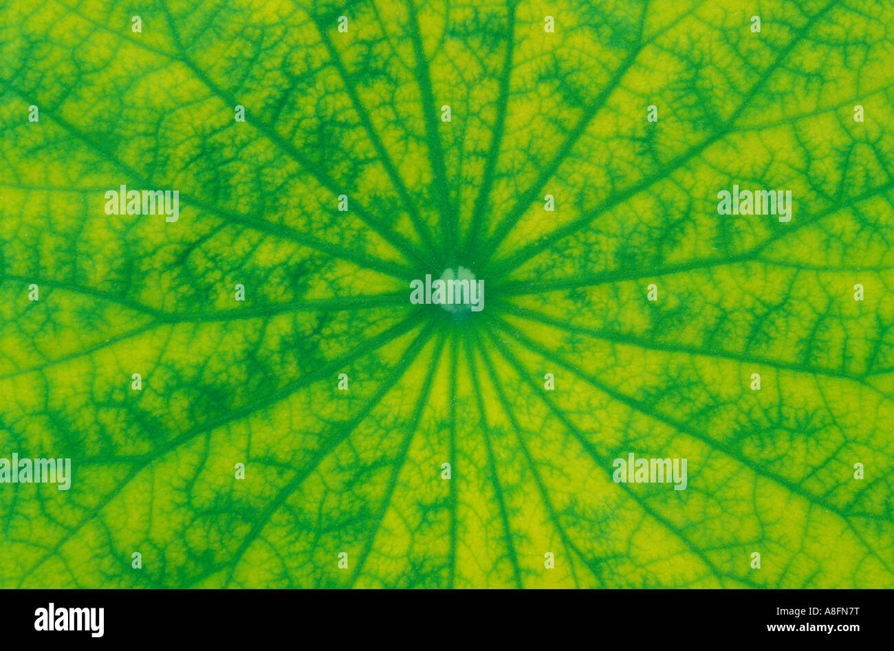 Texture of Lotus leaf Stock Photo - Alamy