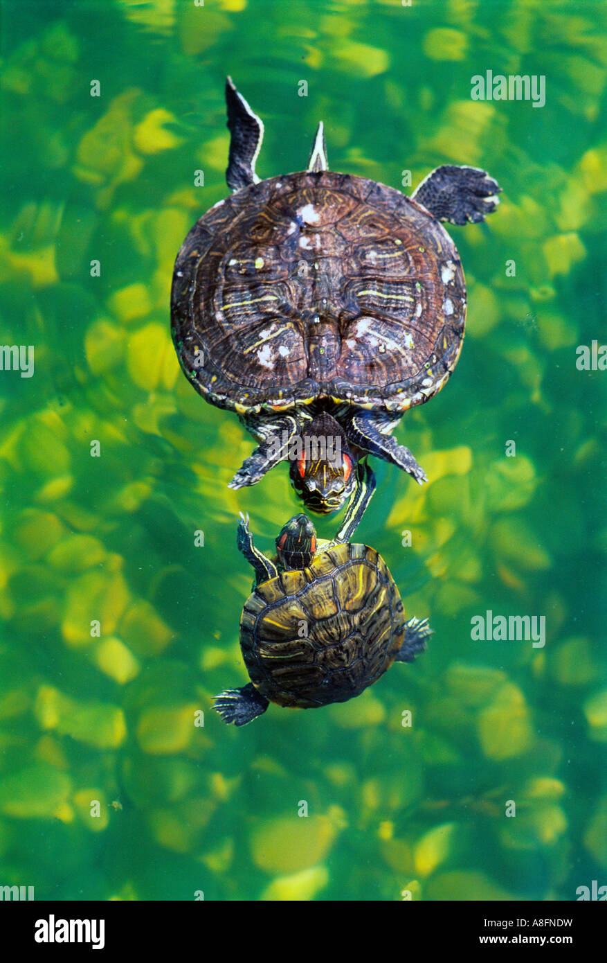 Small and big turtles swimming in water pond Stock Photo - Alamy