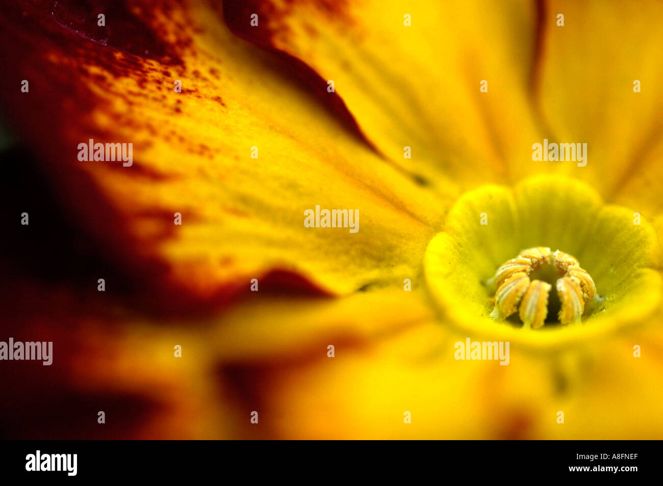 Primrose buds hi-res stock photography and images - Alamy