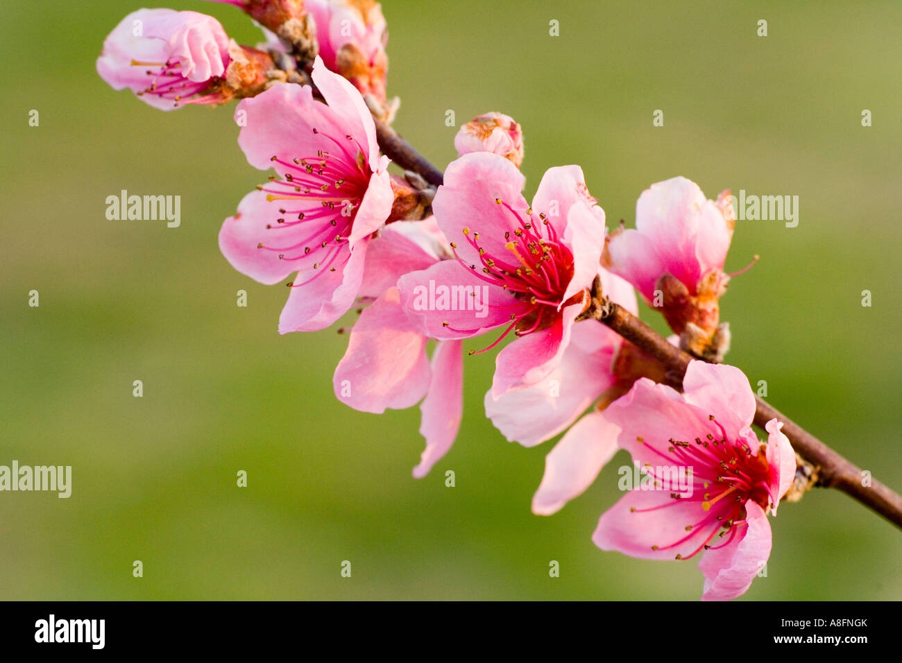 Peach Flower Blooming in Spring Stock Photo - Alamy
