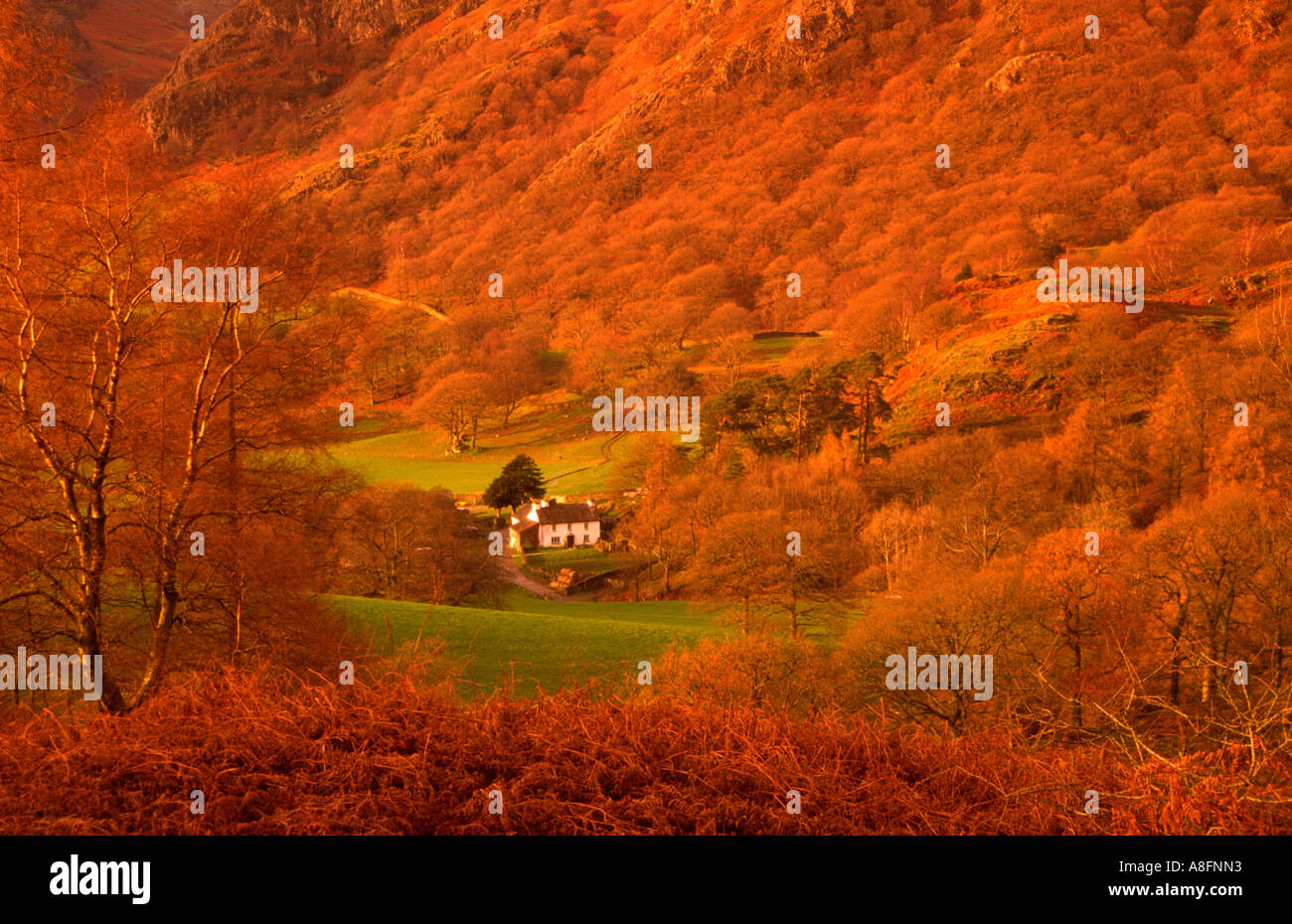 Yew Tree Farm Lake District Stock Photo - Alamy