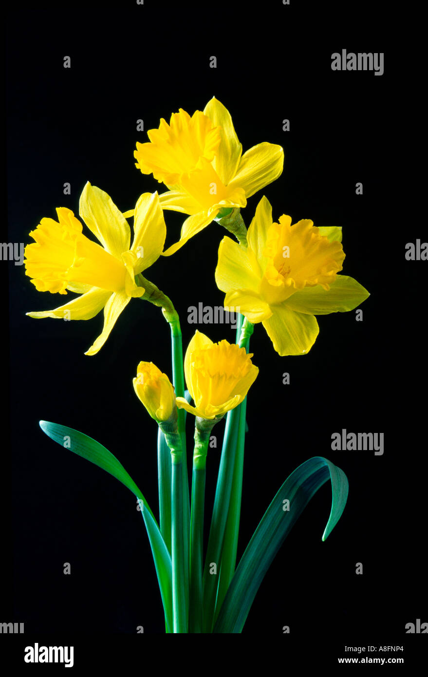 Daffodils against a black background Stock Photo - Alamy
