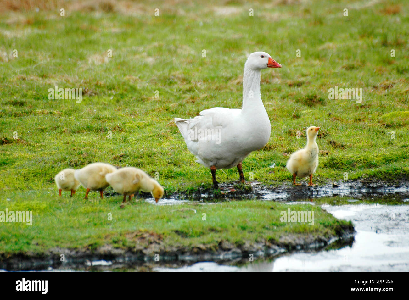 Domestic goose with chicks, Cumbria, England, UK Stock Photo - Alamy
