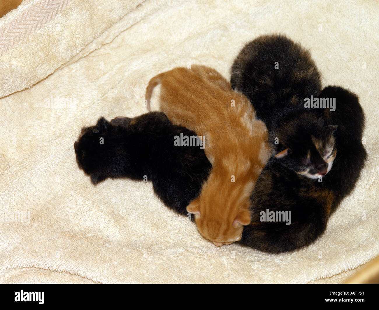 New Born Kittens Stock Photo - Alamy