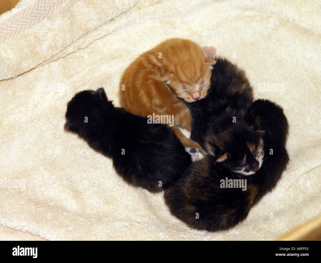 New born cats hi-res stock photography and images - Alamy