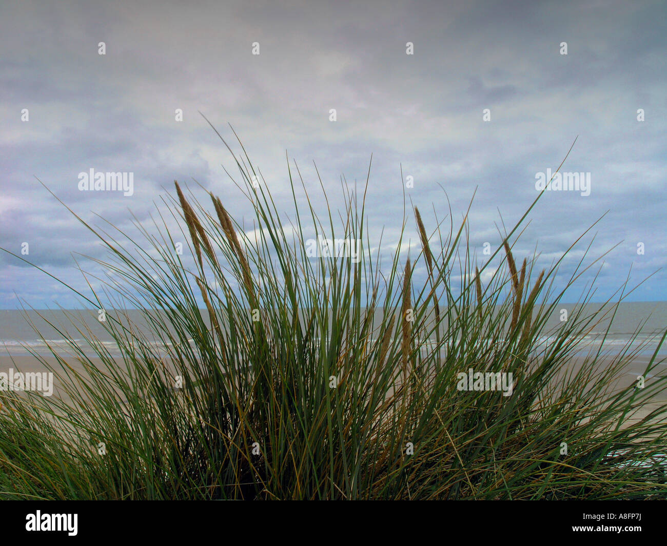 Wenduine near Blankenberge Stock Photo - Alamy