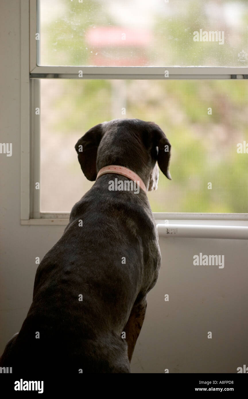 Dog looking out screen hi-res stock photography and images - Alamy
