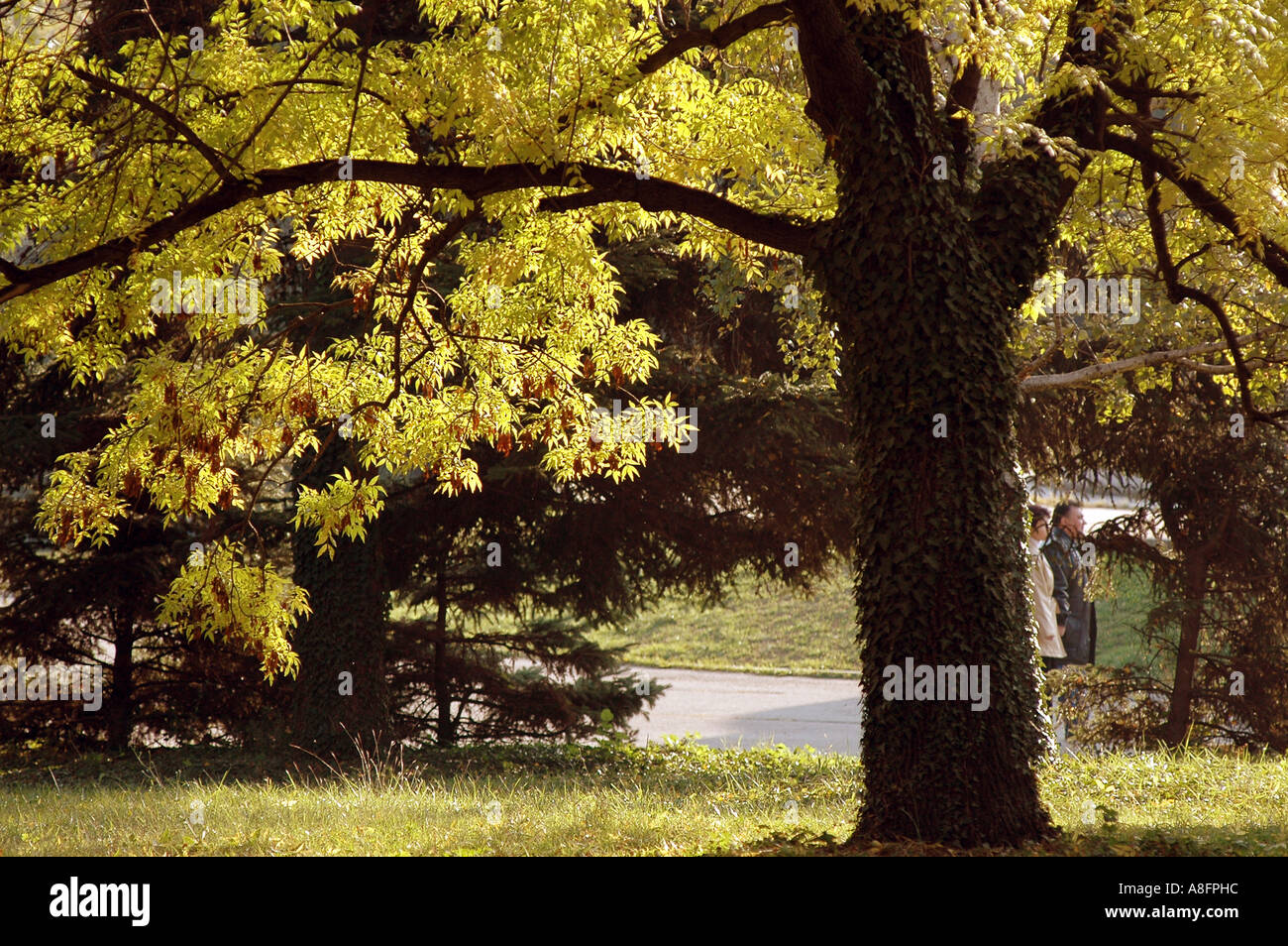leaf landscape Stock Photo - Alamy