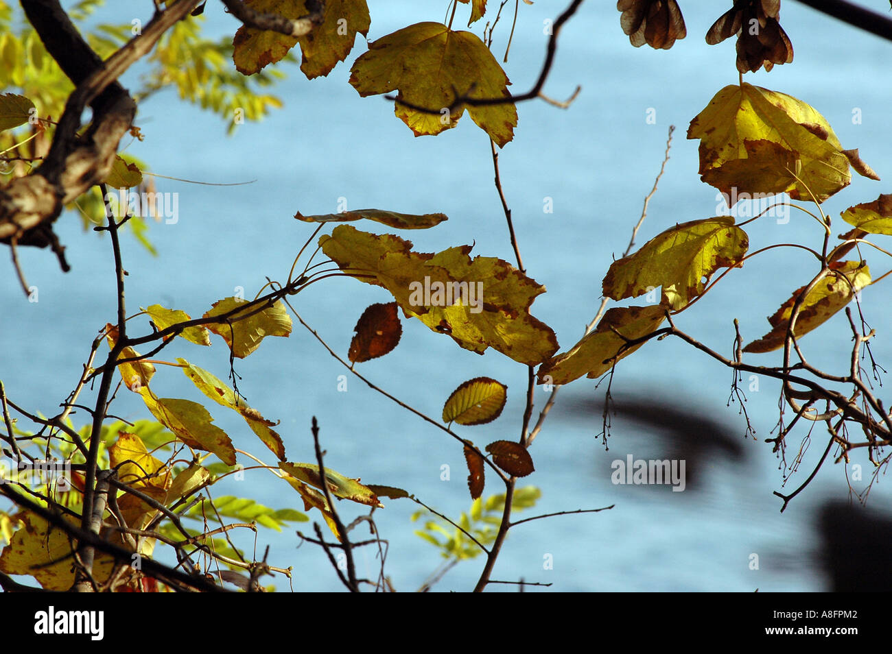 leaf landscape Stock Photo - Alamy