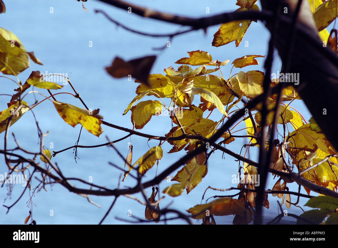 leaf landscape Stock Photo - Alamy