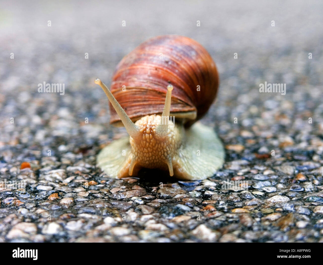 Snail pace hi-res stock photography and images - Alamy