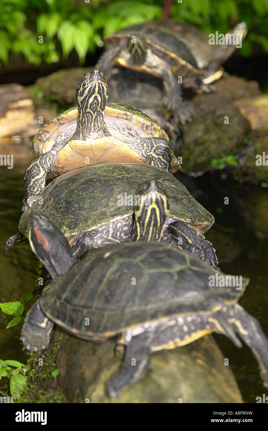 Turtles resting in pond Stock Photo - Alamy