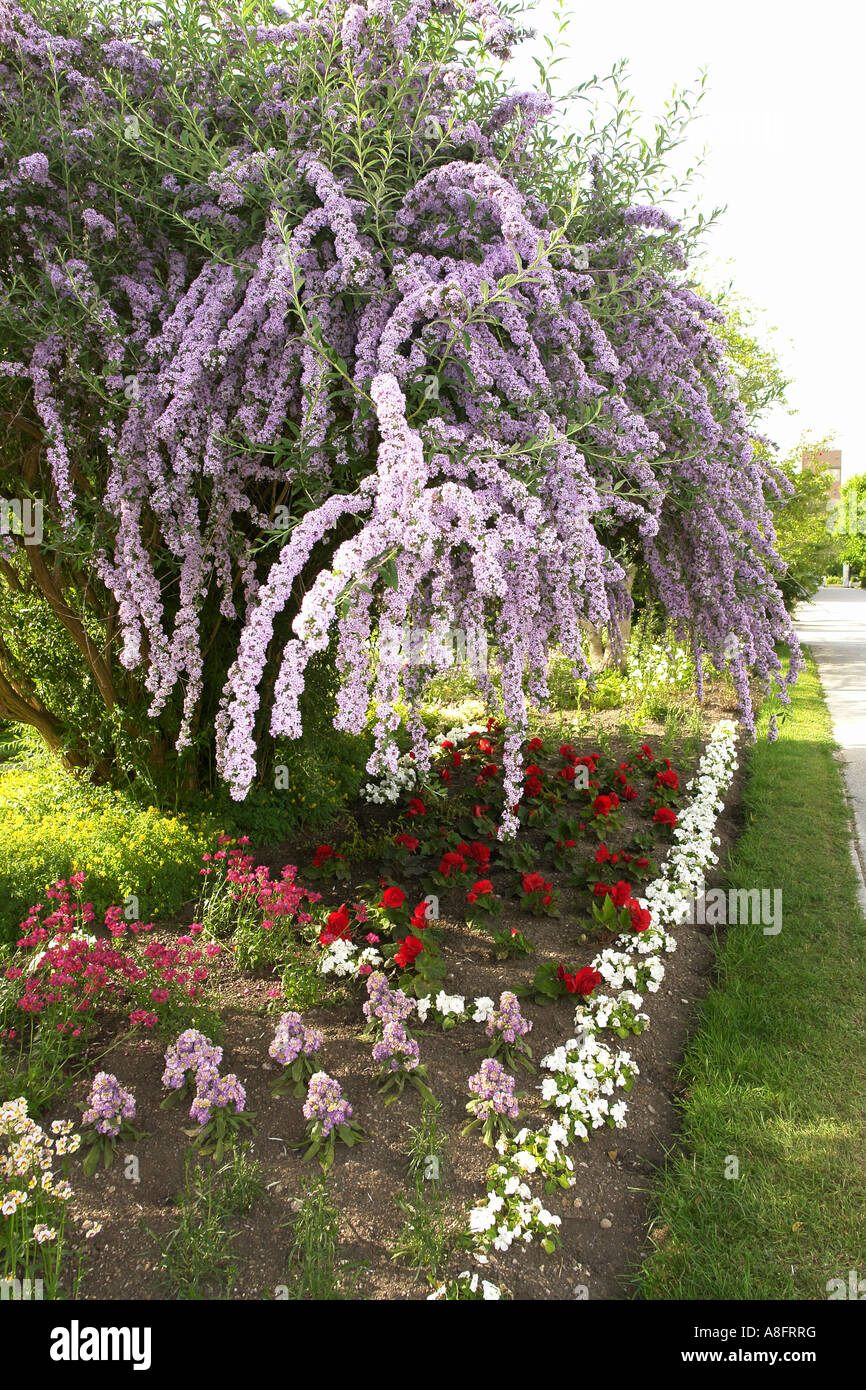 Buddleja alternifolia from china Botanical garden Munich Germany Stock ...