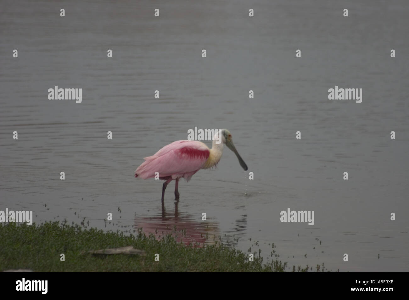 Rosetta spoonbill hi-res stock photography and images - Alamy