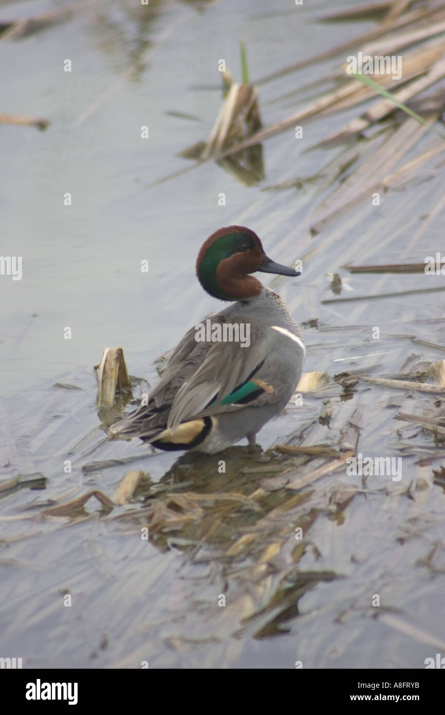 Drake green-winged teal duck. Port Aransas, Mustang Island, Texas Stock ...