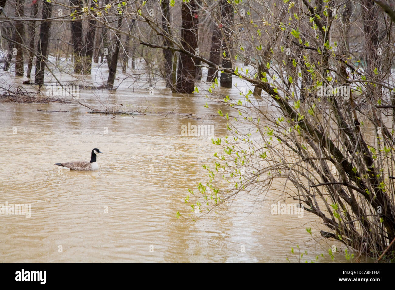 Geese in Flood Water Stock Photo - Alamy