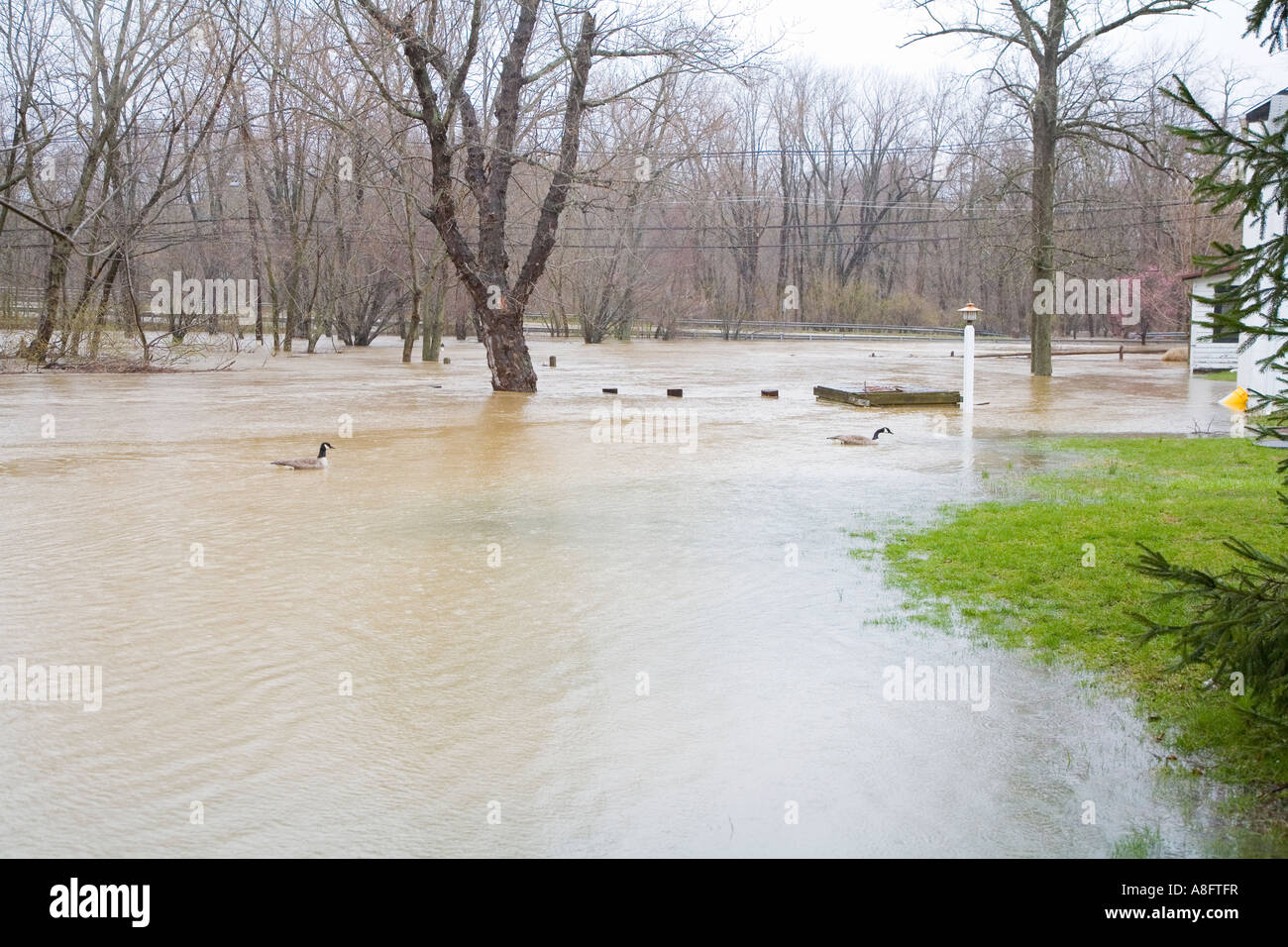 Geese in Flood Water Stock Photo - Alamy