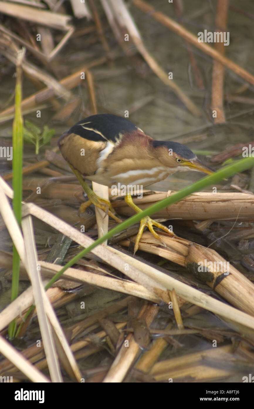 Lesser bittern hi-res stock photography and images - Alamy
