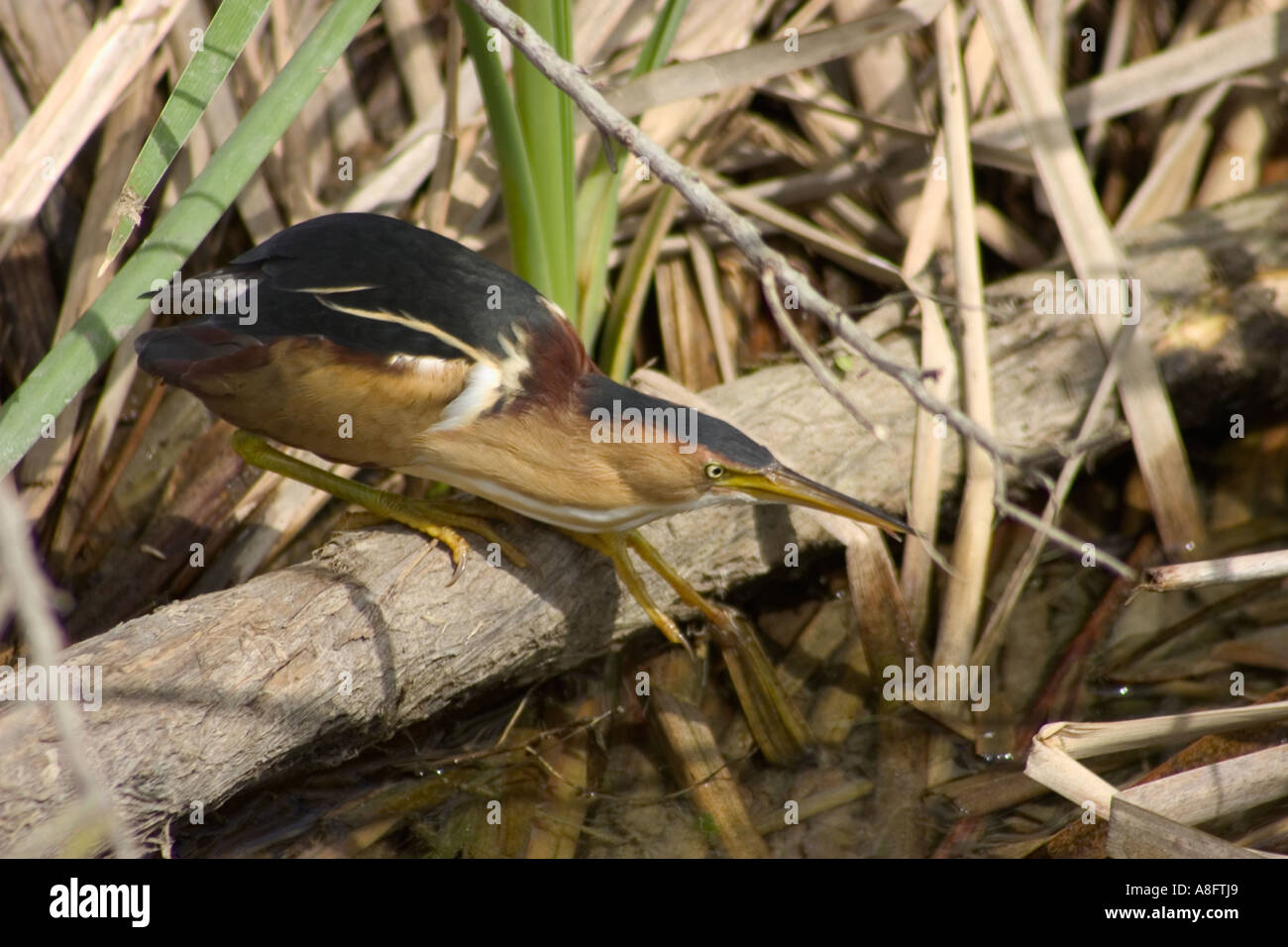 Lesser bittern hi-res stock photography and images - Alamy