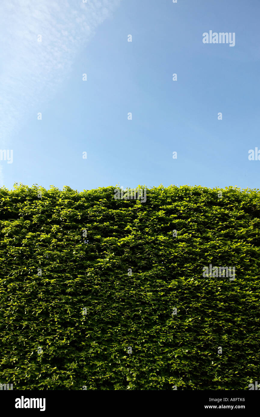 Hedge and sky Stock Photo - Alamy