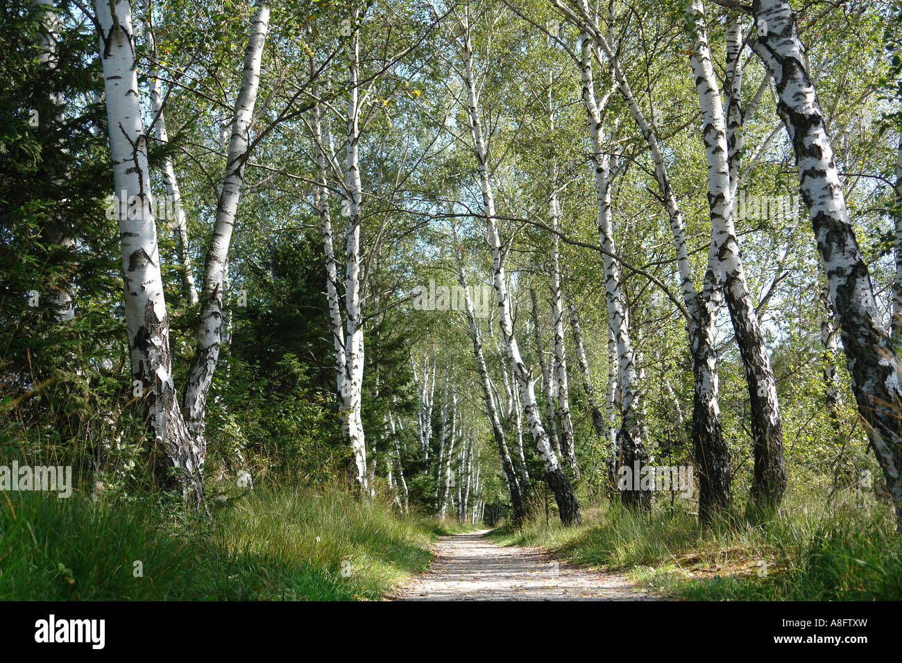 Marshland tree hi-res stock photography and images - Alamy