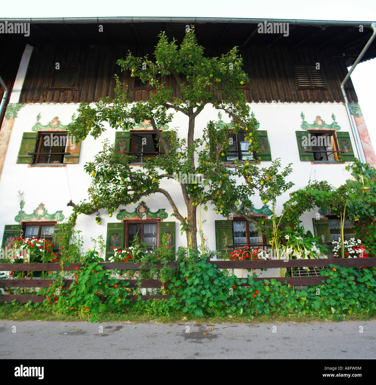 House garden with pear tree Stock Photo - Alamy