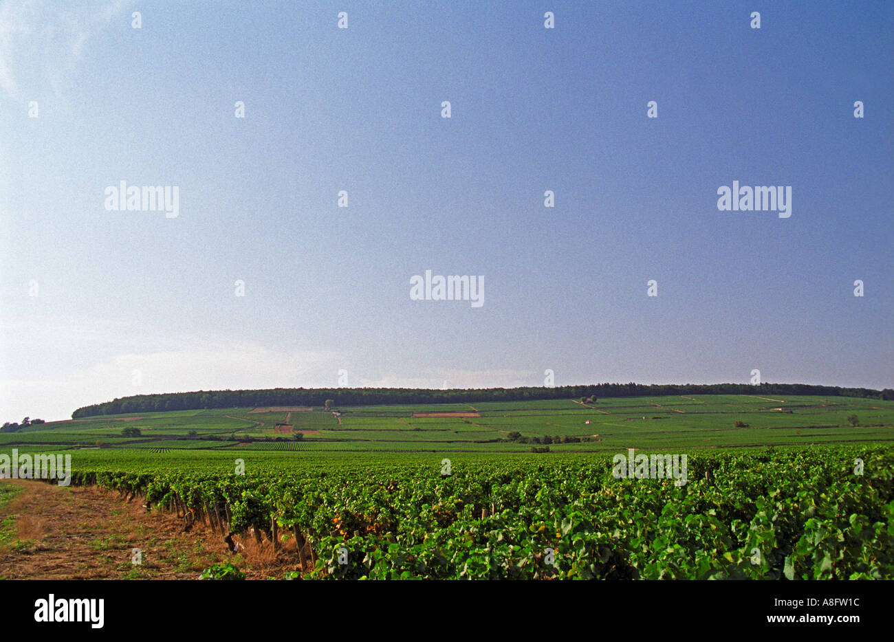 Aloxe corton red burgundy wine hi-res stock photography and images - Alamy