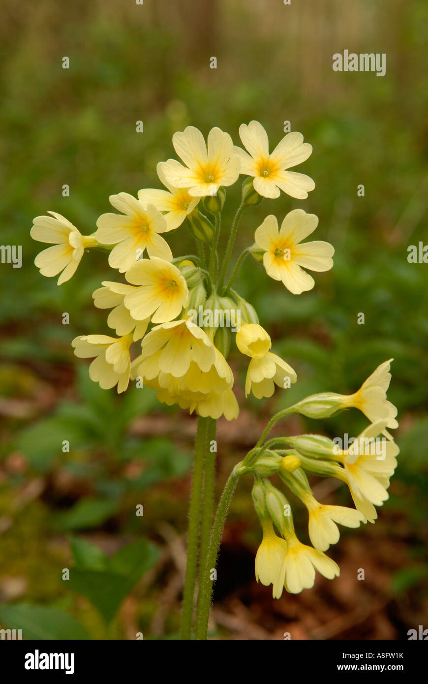 Oxlip primula elatior Stock Photo - Alamy