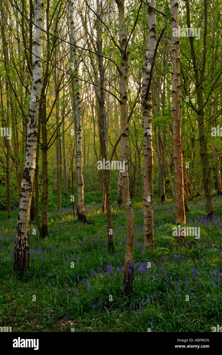 Waresley and Gransden Woods Cambridgeshire Stock Photo - Alamy