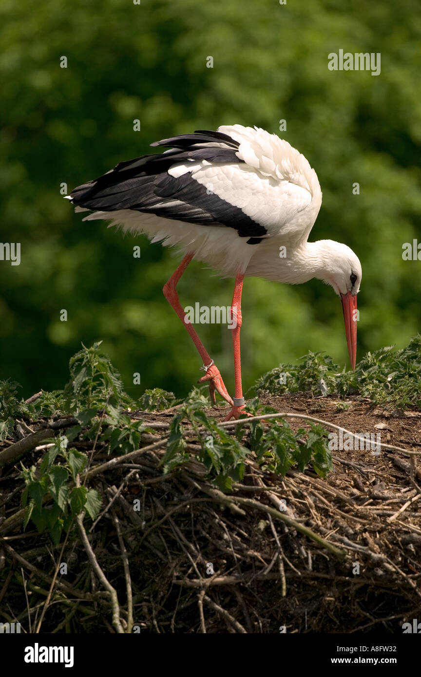 Black white stork in hi-res stock photography and images - Alamy