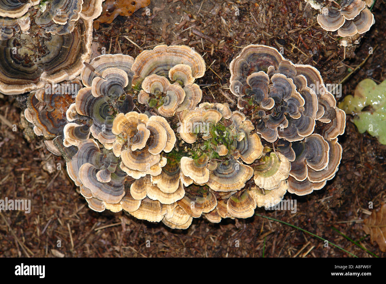 Log with fungus hi-res stock photography and images - Alamy