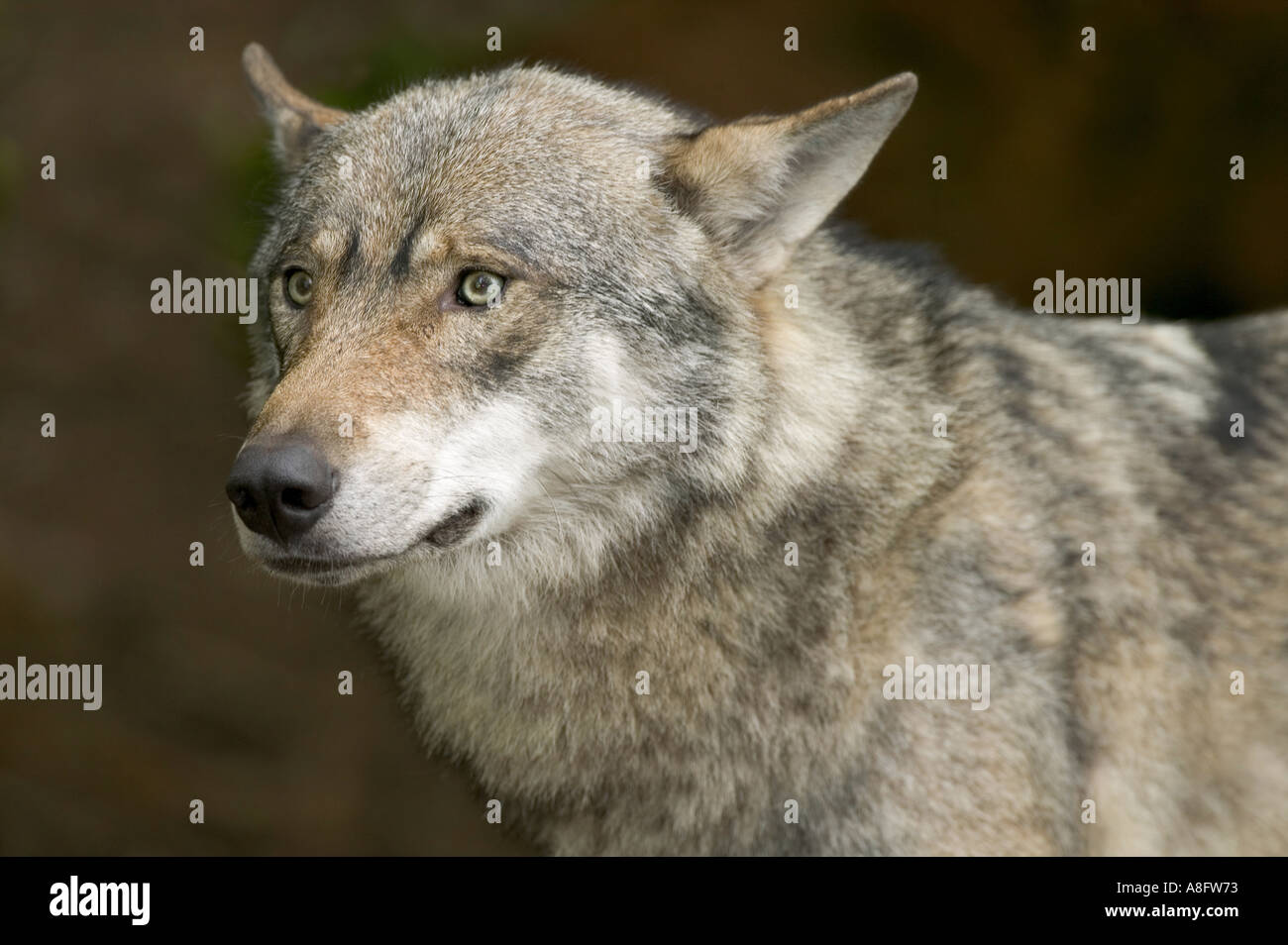 Evil wolf hi-res stock photography and images - Alamy