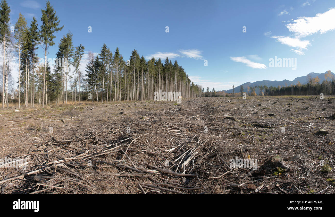 Deforested forest hi-res stock photography and images - Alamy