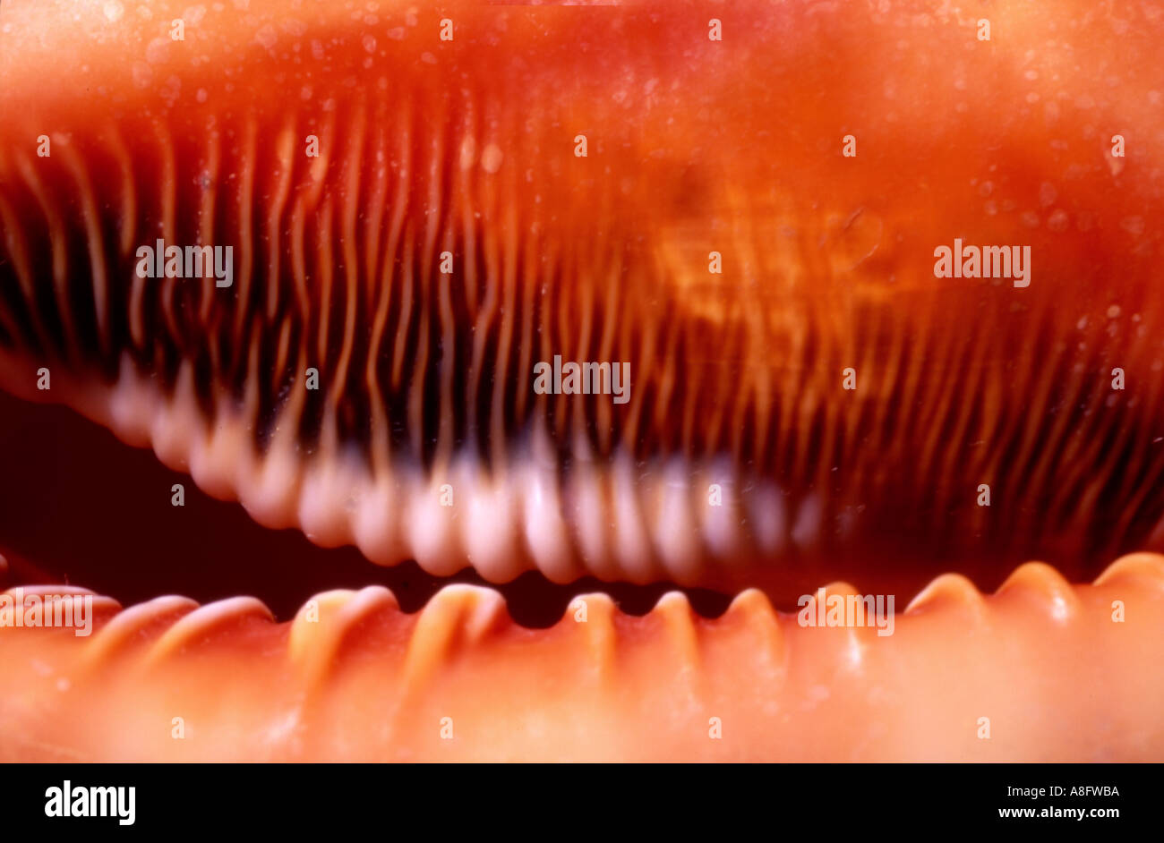 Shot in nt hi-res stock photography and images - Alamy