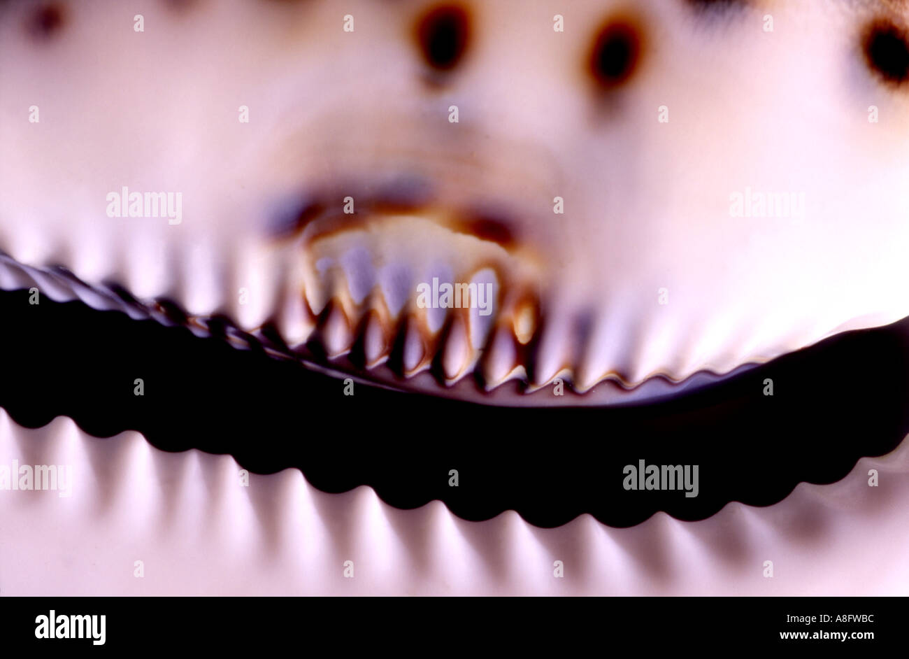 Australian seashell mollusc abstract macro hi-res stock photography and ...