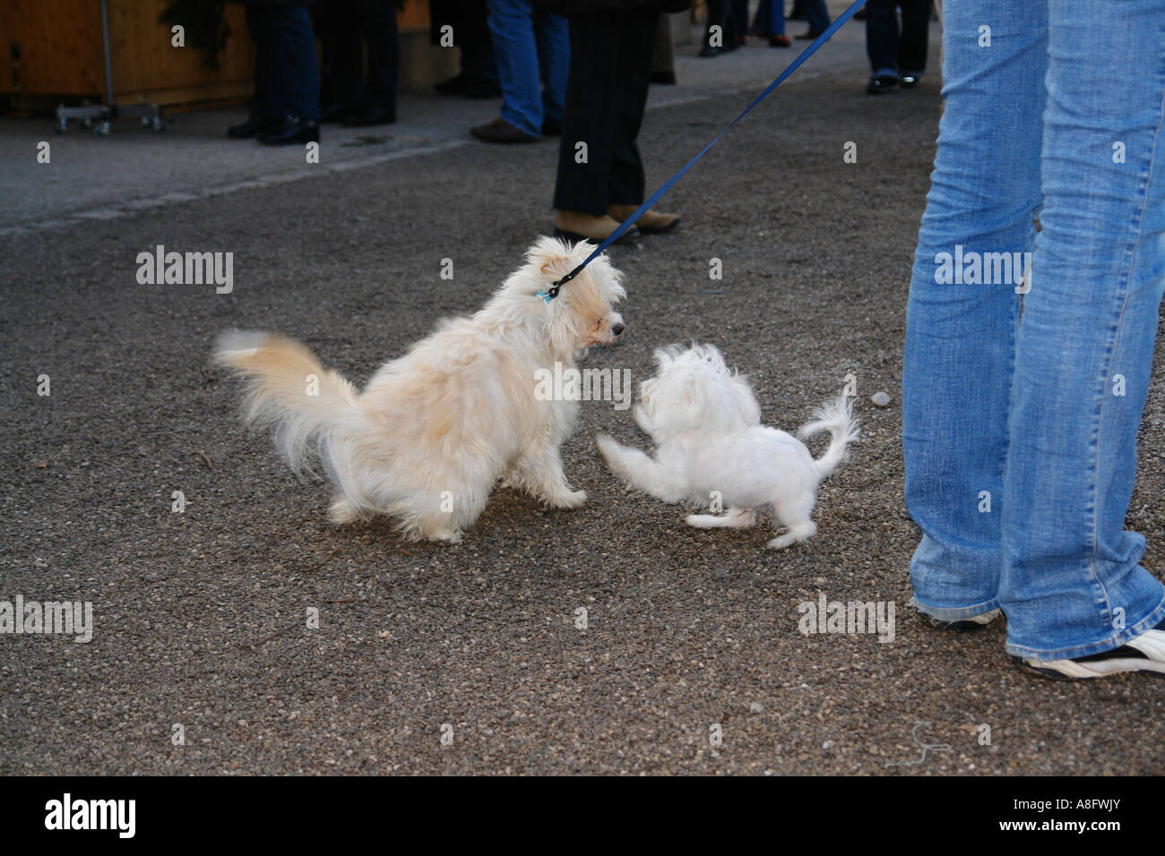Puppy dogs playing together Stock Photo - Alamy