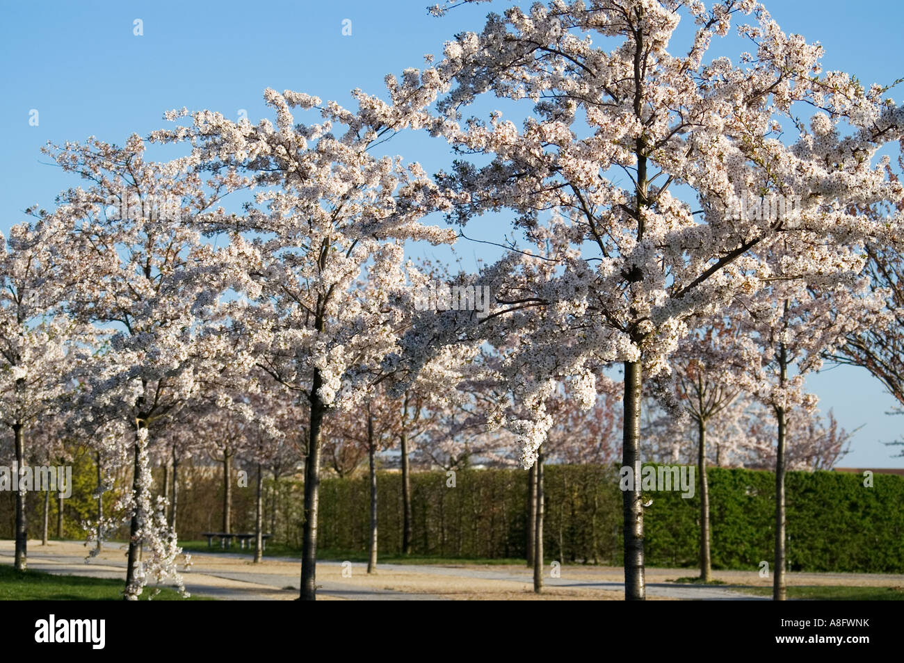 Cherry trees in full bloom Stock Photo - Alamy