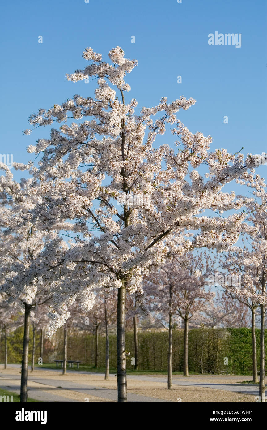 Cherry trees in full bloom Stock Photo - Alamy