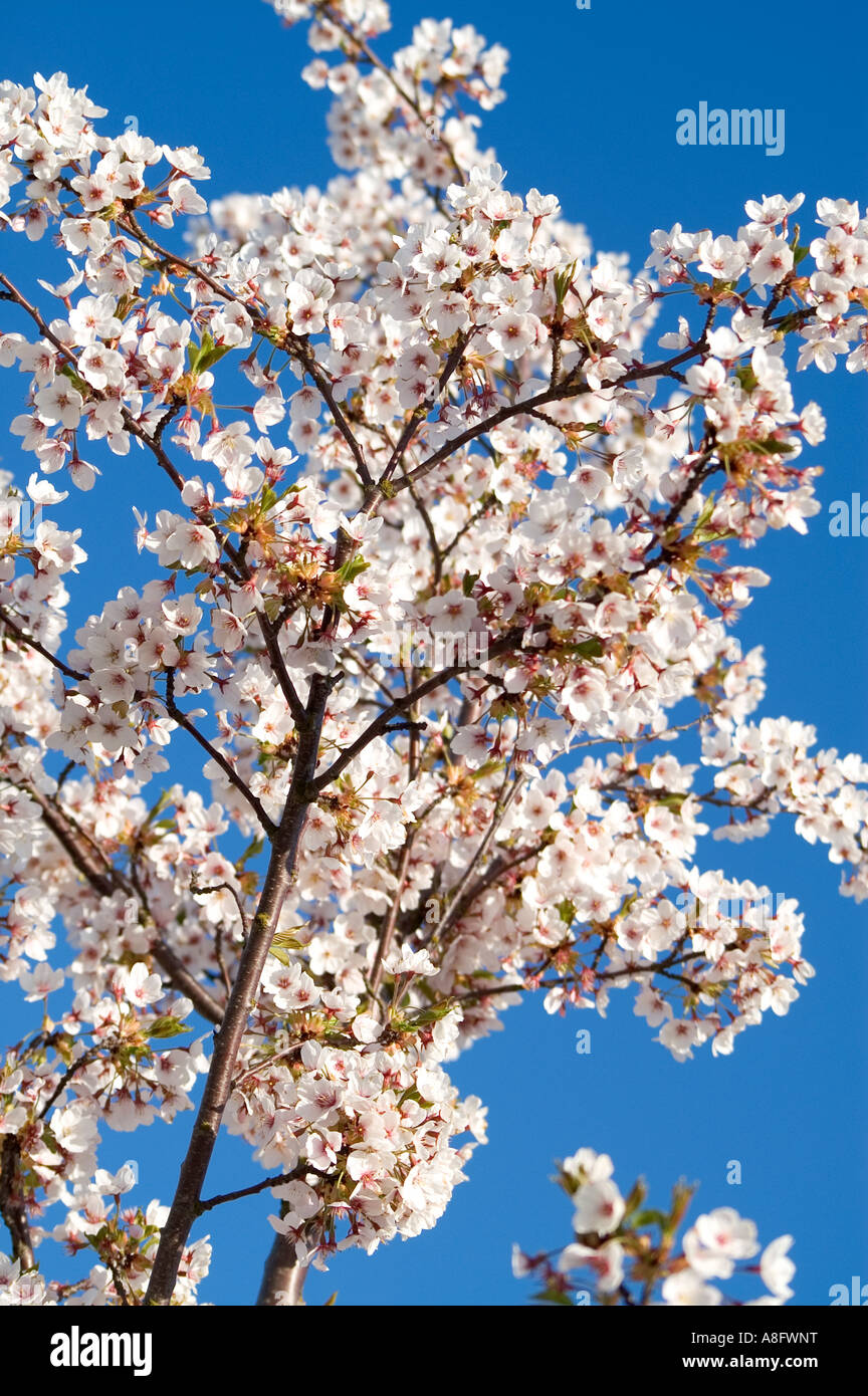 Cherry trees in full bloom Stock Photo - Alamy