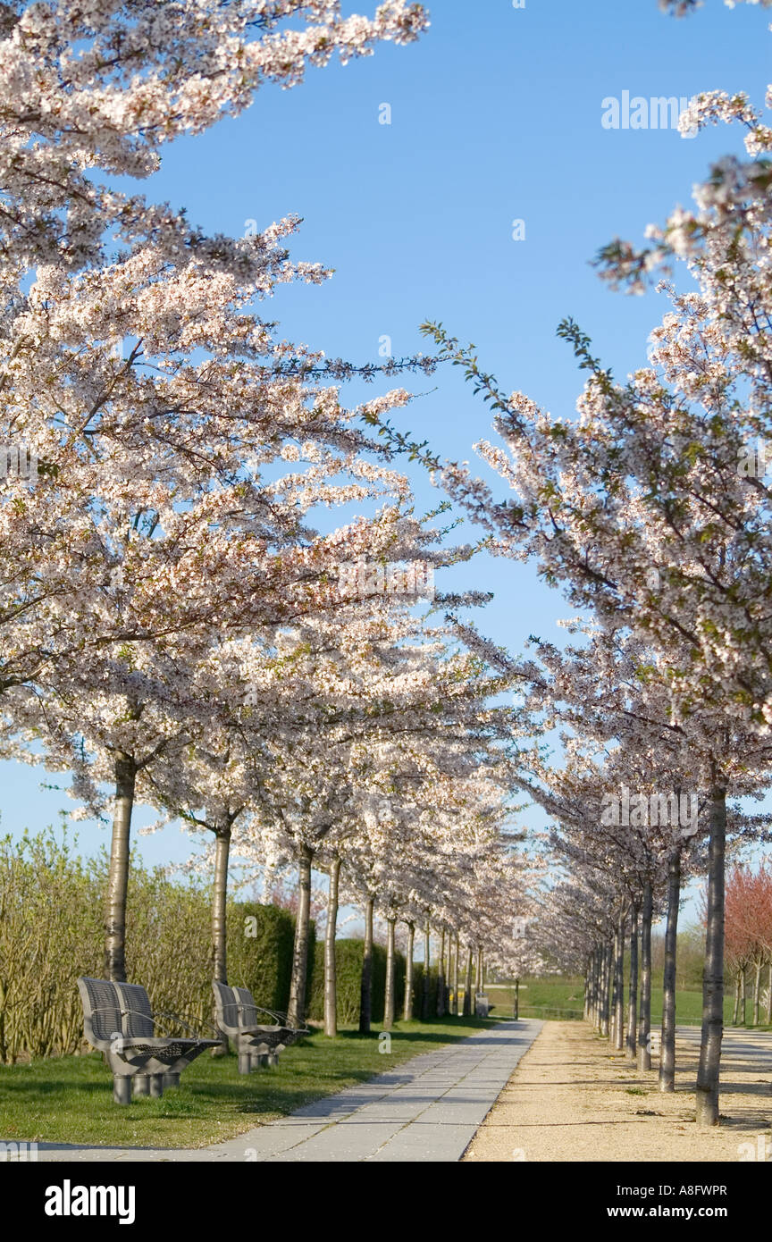 Cherry trees in full bloom Stock Photo - Alamy