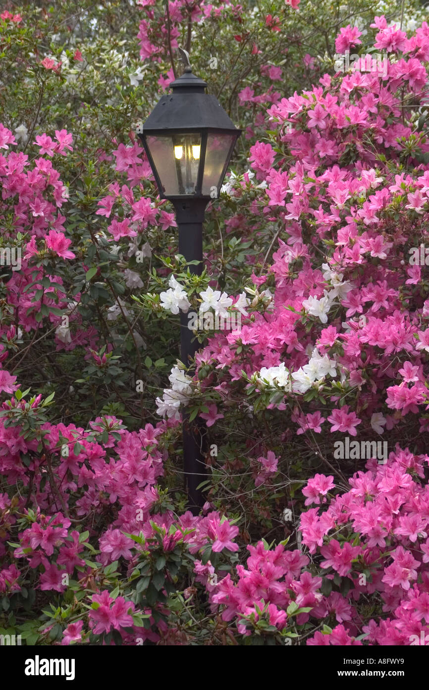 Azaleas and lamp. Bellingrath Gardens, Mobile, Alabama Stock Photo - Alamy