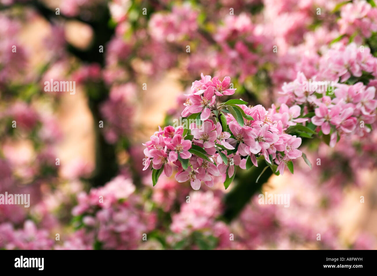 Cherry trees in full bloom Stock Photo - Alamy