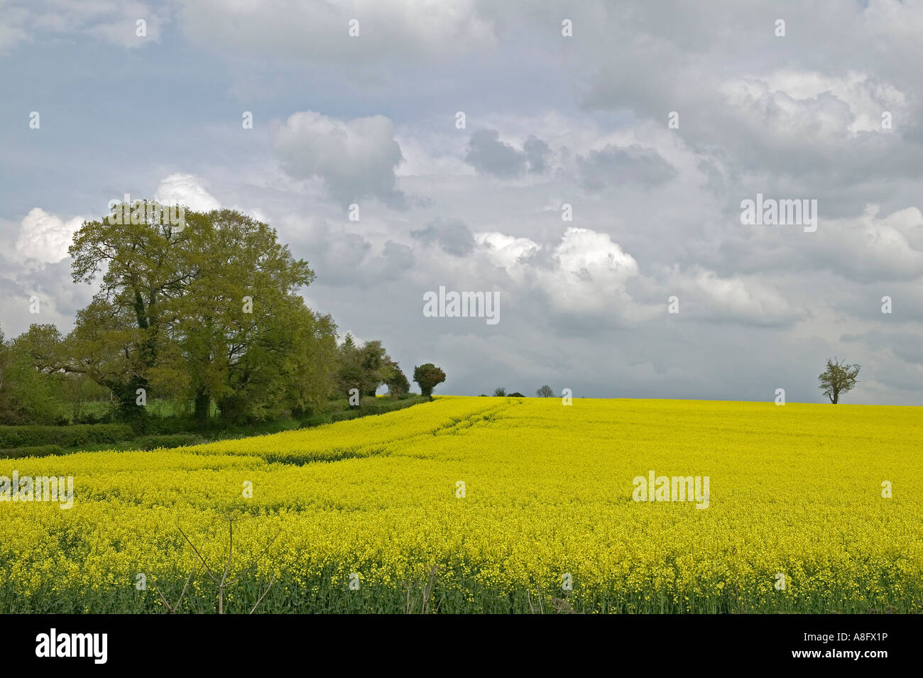 Rapeseed field and trees at somborne Stock Photo - Alamy