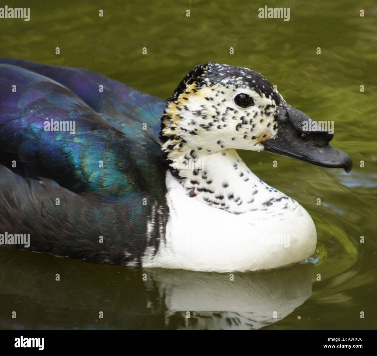 Mallard markings hi-res stock photography and images - Alamy